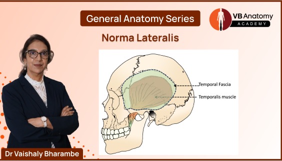 Norma Lateralis - VB Anatomy