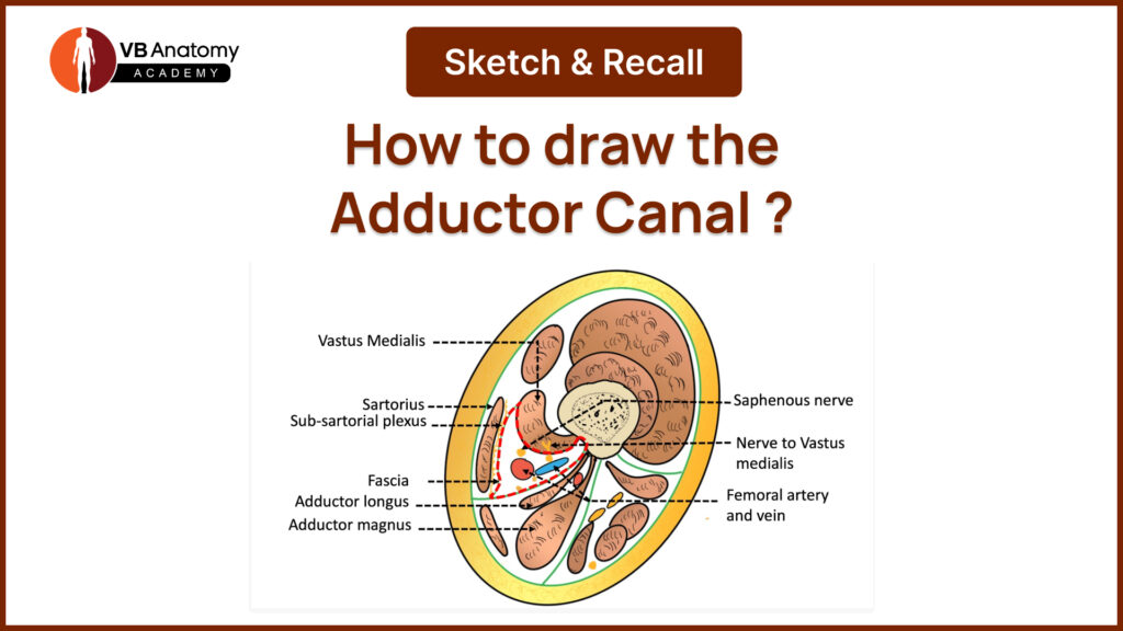 Draw and Label - VB Anatomy